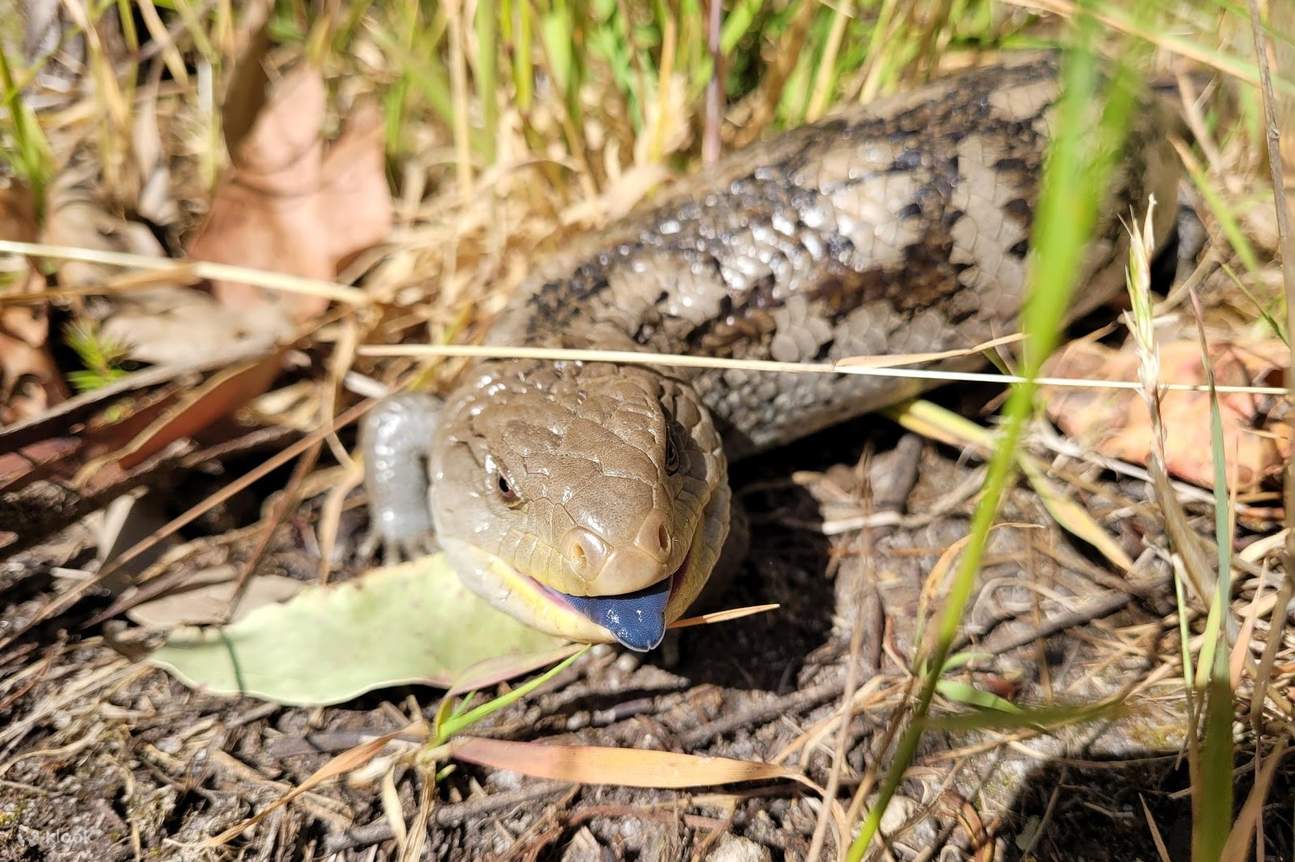1 Hour Wildlife Wonders Experience in Melbourne from Australia - Klook