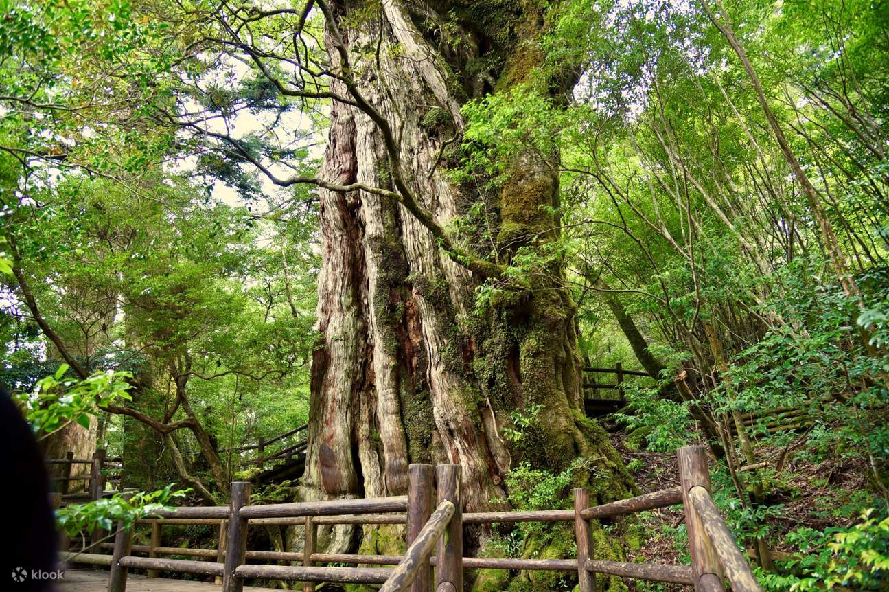 YAKUZARU Sightseeing Bus: Yakushima Island Full Day Tour - Klook ...