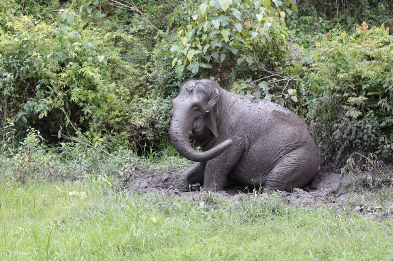 ChangChill Elephant Sanctuary Experience in Chiang Mai - Klook
