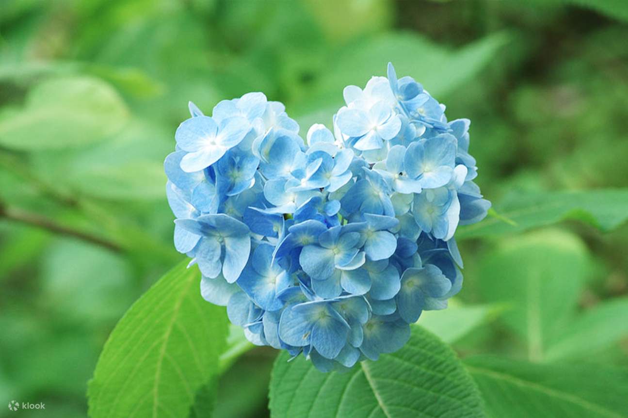 Kyoto Sanzen-in Temple & Arashiyama Train & Sagano Bamboo Forest Trail ...