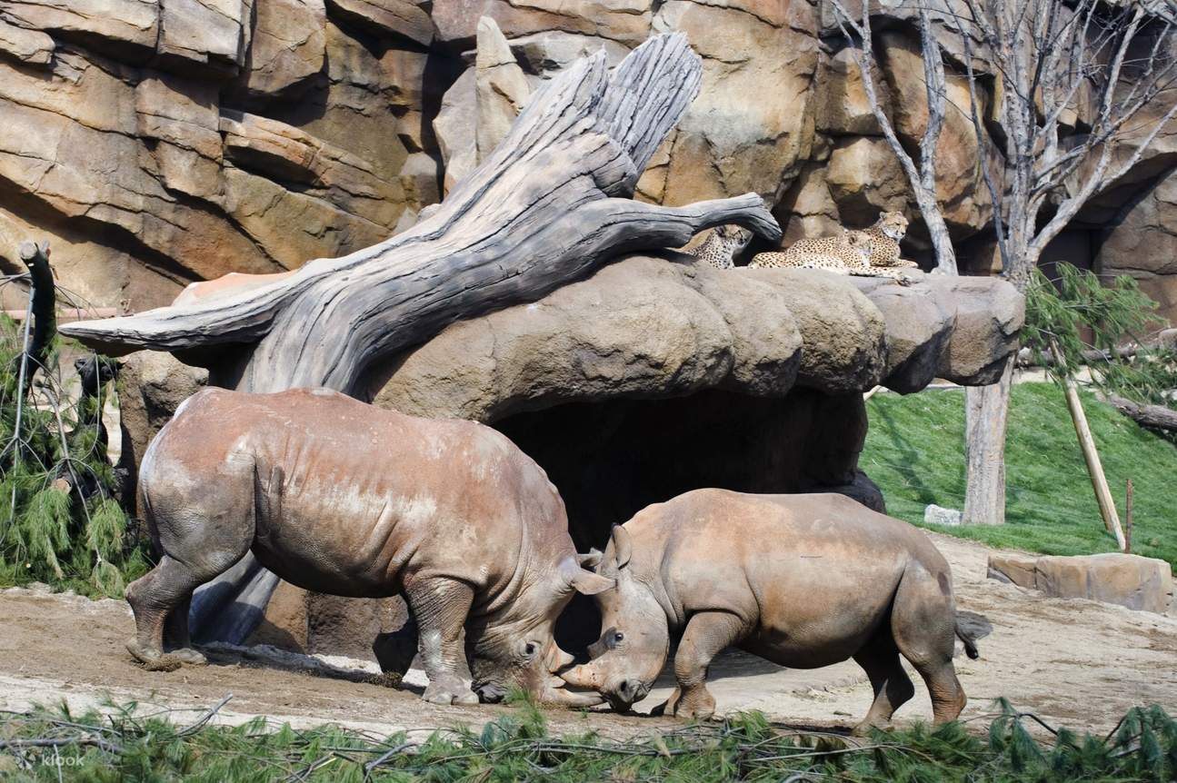 Pengalaman Membuat Ayam Goreng Kyochon & Lawatan Malam Everland - Klook ...