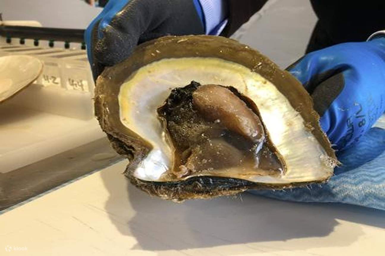 Perth Coins and Pearls Half Day Tour in Perth Bus Tour - Klook