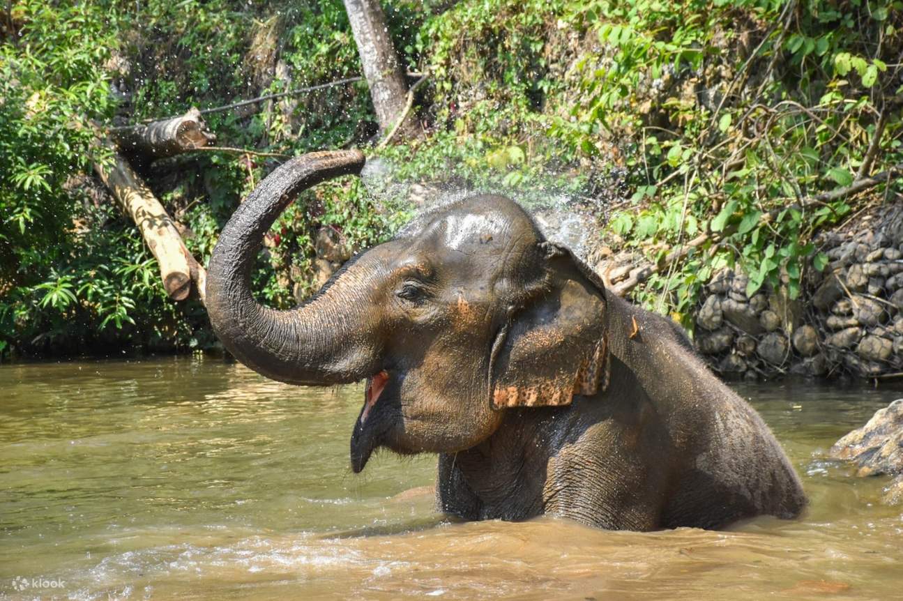 Chiang Mai Elephant Conservation Foundation ( Maesa Elephant Camp ...