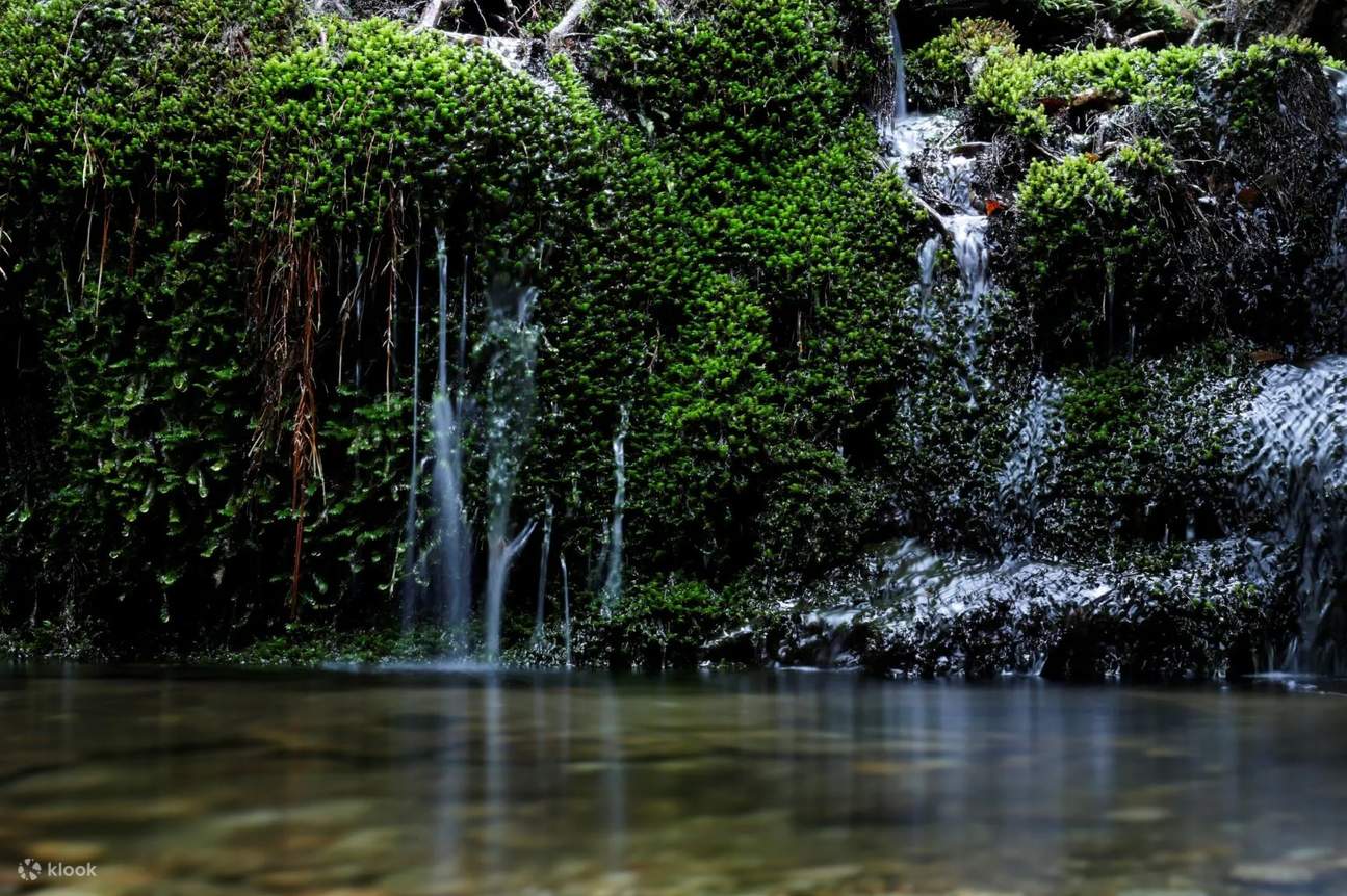 Yakuzaru Sightseeing Bus: Yakushima Island Afternoon Half-Day Tour ...