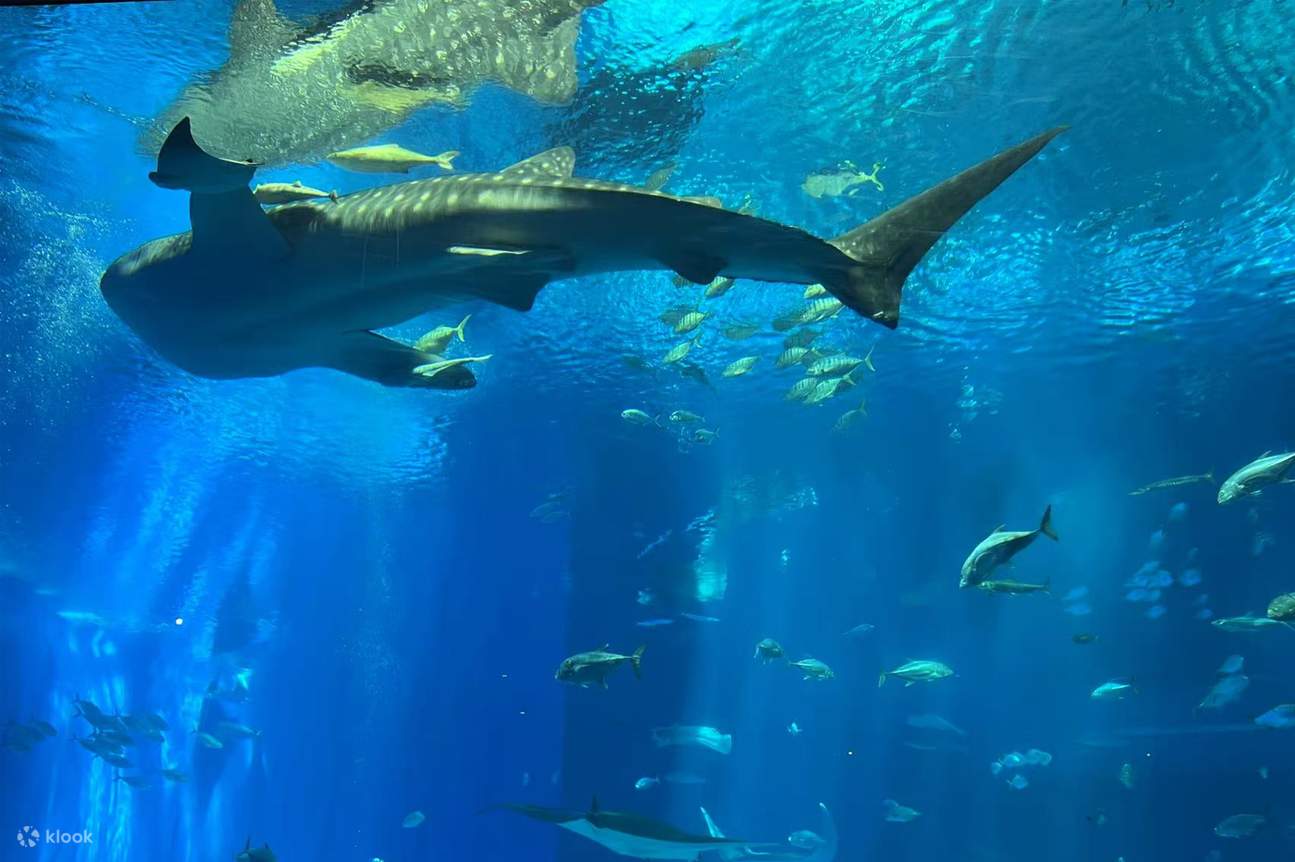 Northern Okinawa: Churaumi Aquarium & Kouri Island & Manzamo & American ...