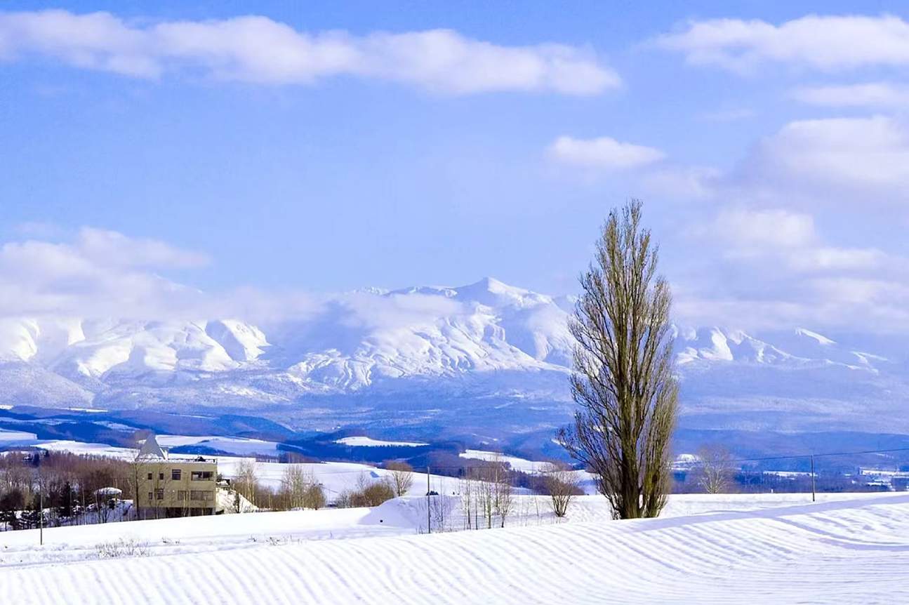 [Summer Limited] Hokkaido Biei and Furano Day Trip | Seven Star Tree ...