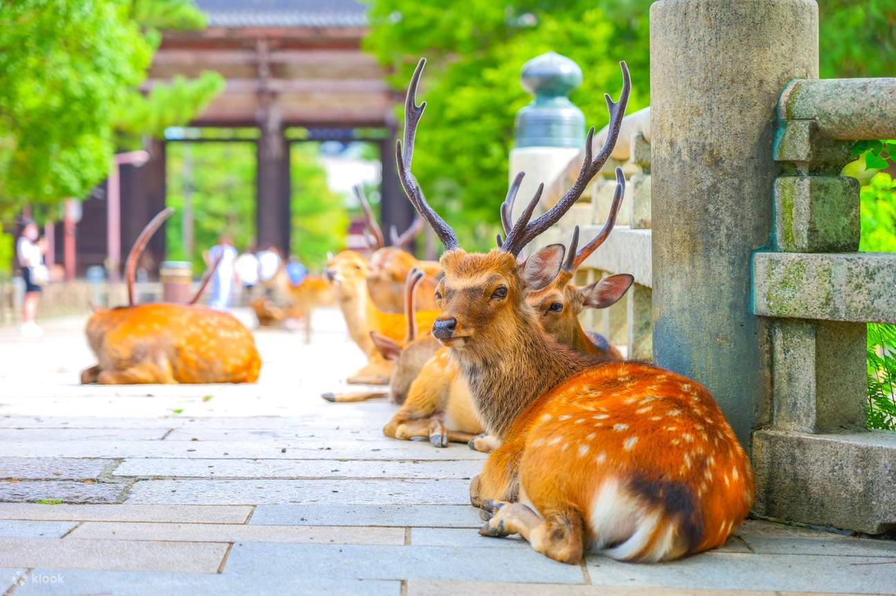 Réservez en ligne Arashiyama & Nara Todai-ji Tour depuis Osaka - Klook ...