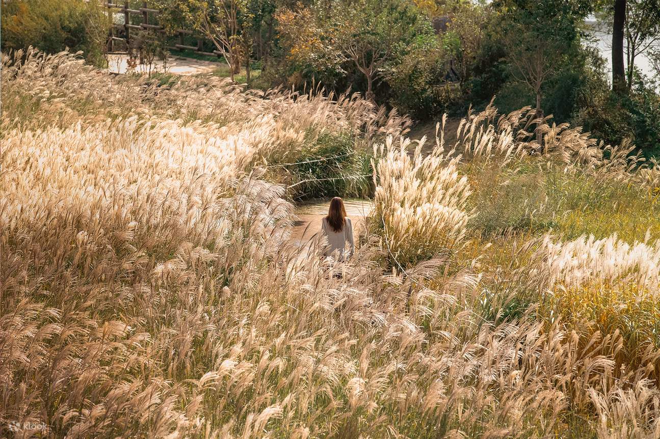 Color of Nature | Hidden Nature Day Tour Near Seoul - Klook Singapore