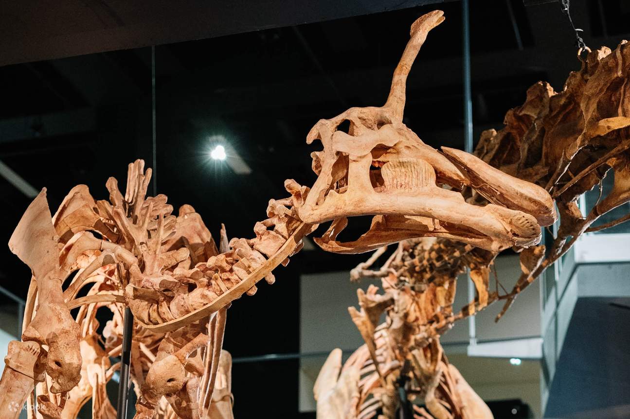 Nocturnal - Museum After Dark at Melbourne Museum - Klook