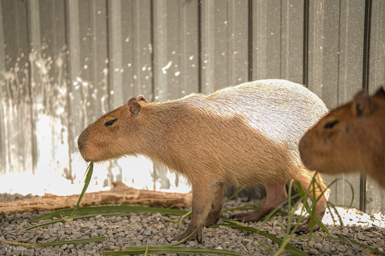 Tiket Pingtung Kenting Deer Island Capybara Ecological Park - Klook Indonesia