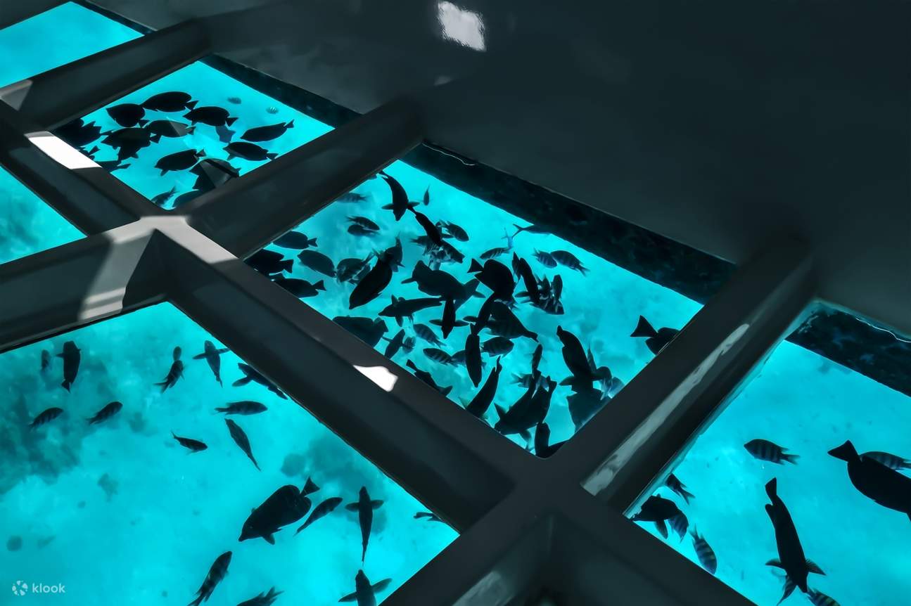Panoramic Glass Bottom Boat Experience in Sharm El Sheikh - Klook ...