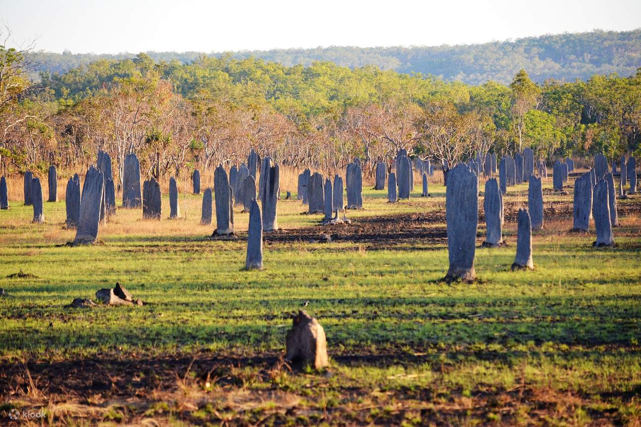Litchfield Small Group Day Tour from Darwin Join In One Day Walking ...