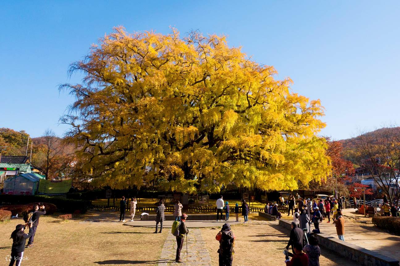 Autumn Instagrammable Tour from Seoul - Klook India