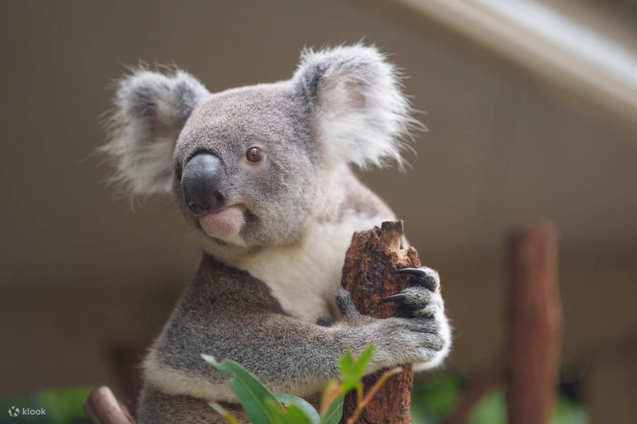 Penguin Parade, Milking Farm & Koala Park 1-Day Tour (Chinese Guide ...