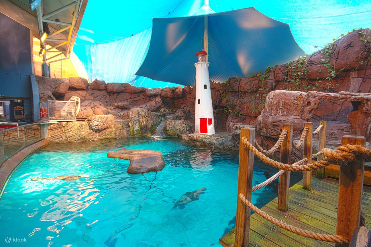 Experiencia de nado con focas en el acuario SEA LIFE Sunshine Coast ...