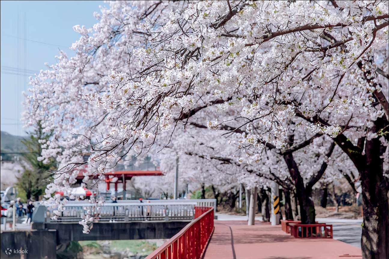 Tur Bunga Sakura Eden & Pulau Nami & Dunia Alpaka & Sepeda Rel - Klook ...