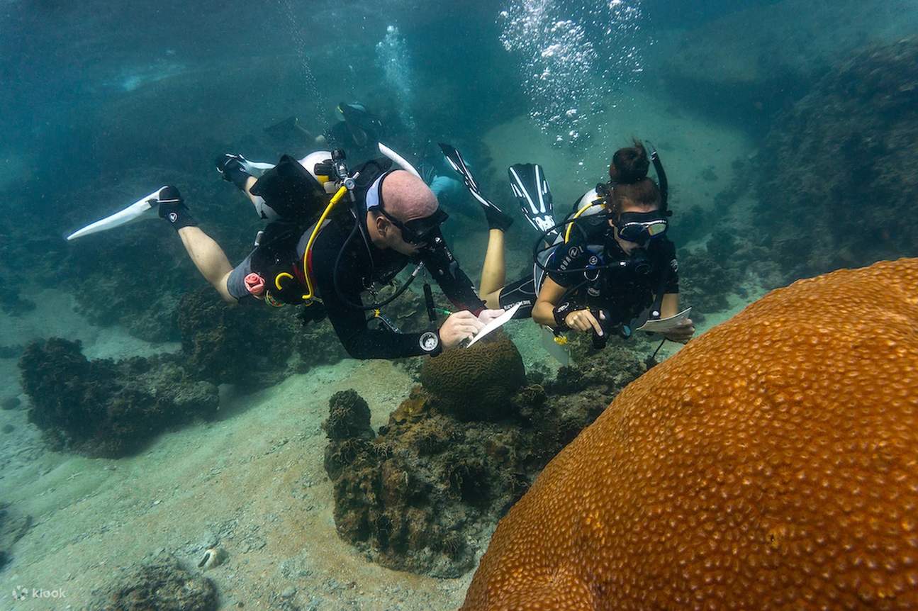 Experience the PADI Advanced Open Water Diver Course in Koh Tao with ...