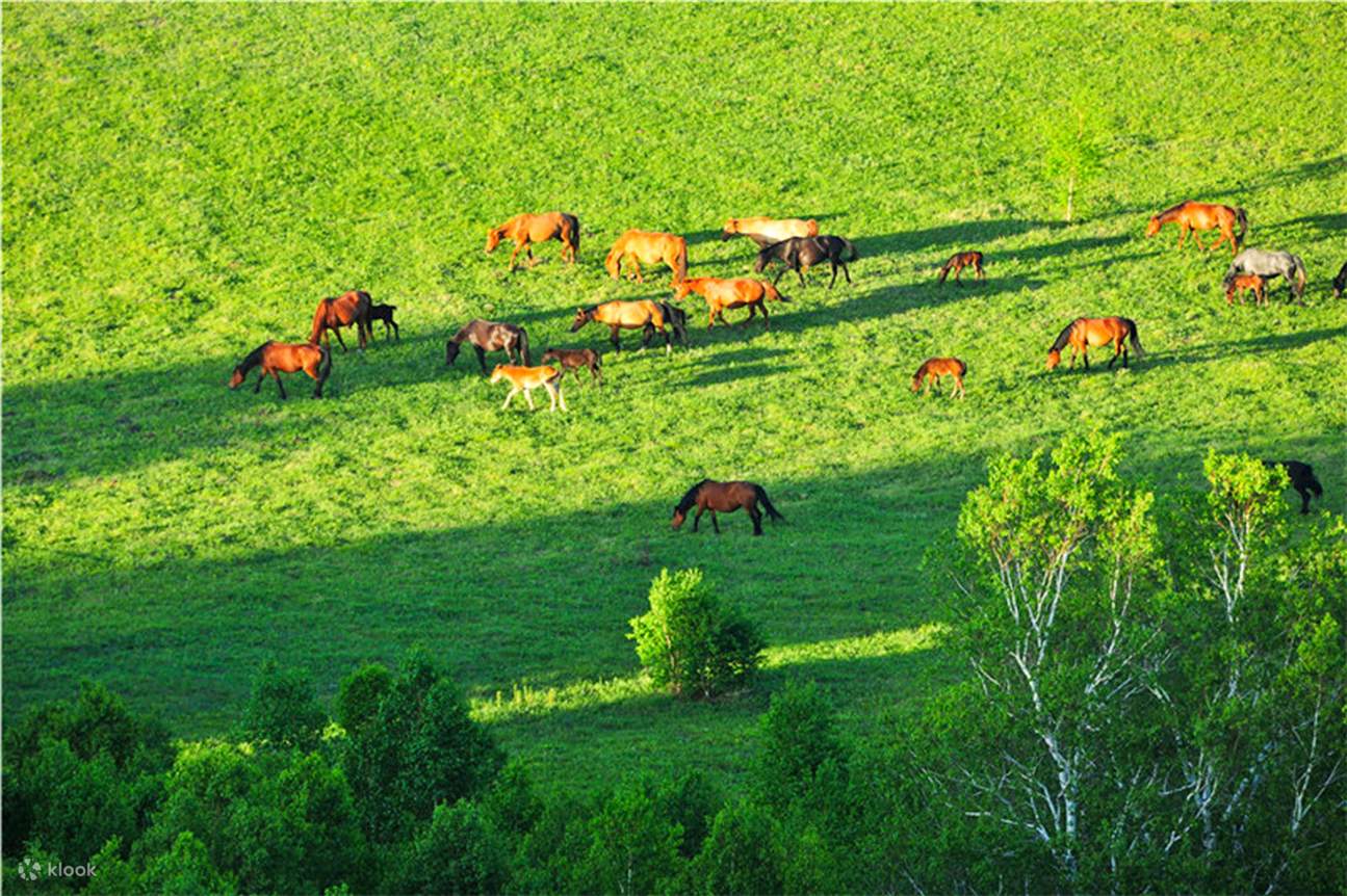 [Meet Ulanbutong Winter·Ice and Snow Carnival 5 Days] Beijing+Saihanba ...