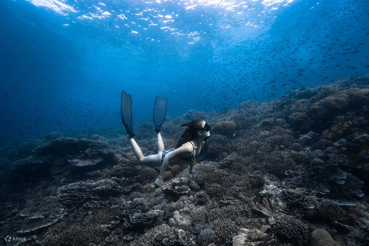 Beginner Freediving Course (with Bonus Session) - Klook Philippines