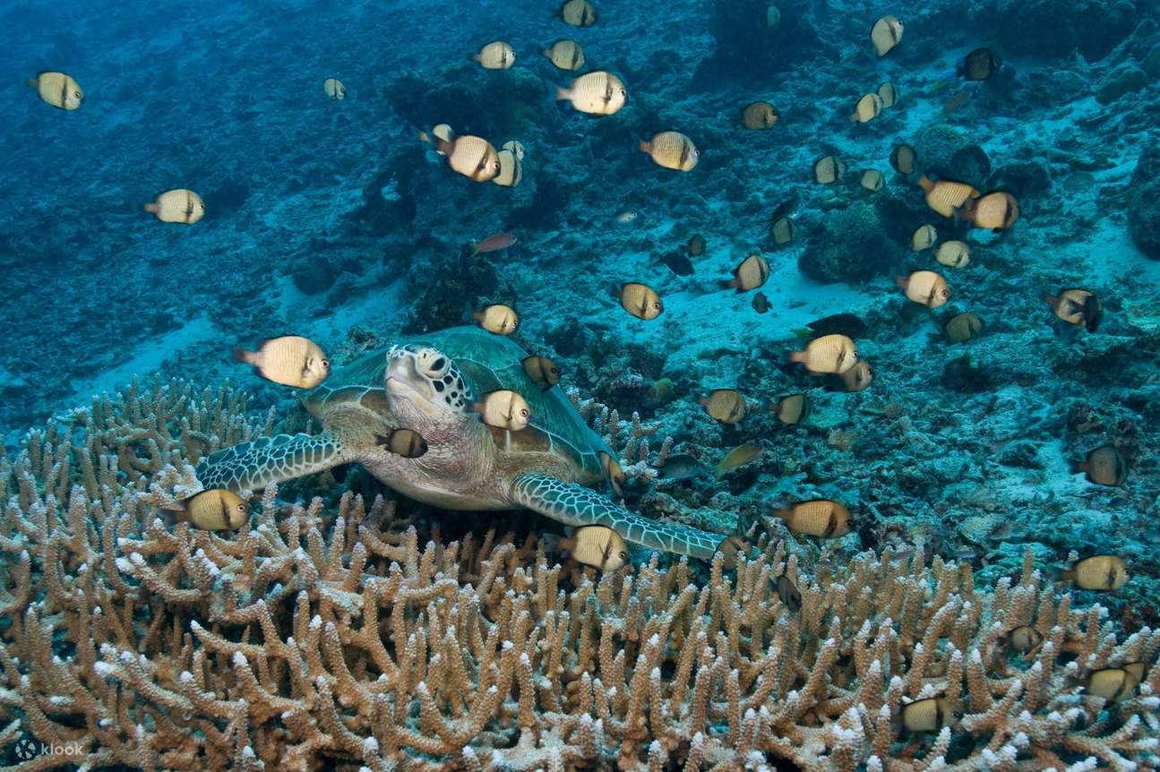 3D2N Menginap di Mataking Reef Resort Full Board - Klook Indonesia