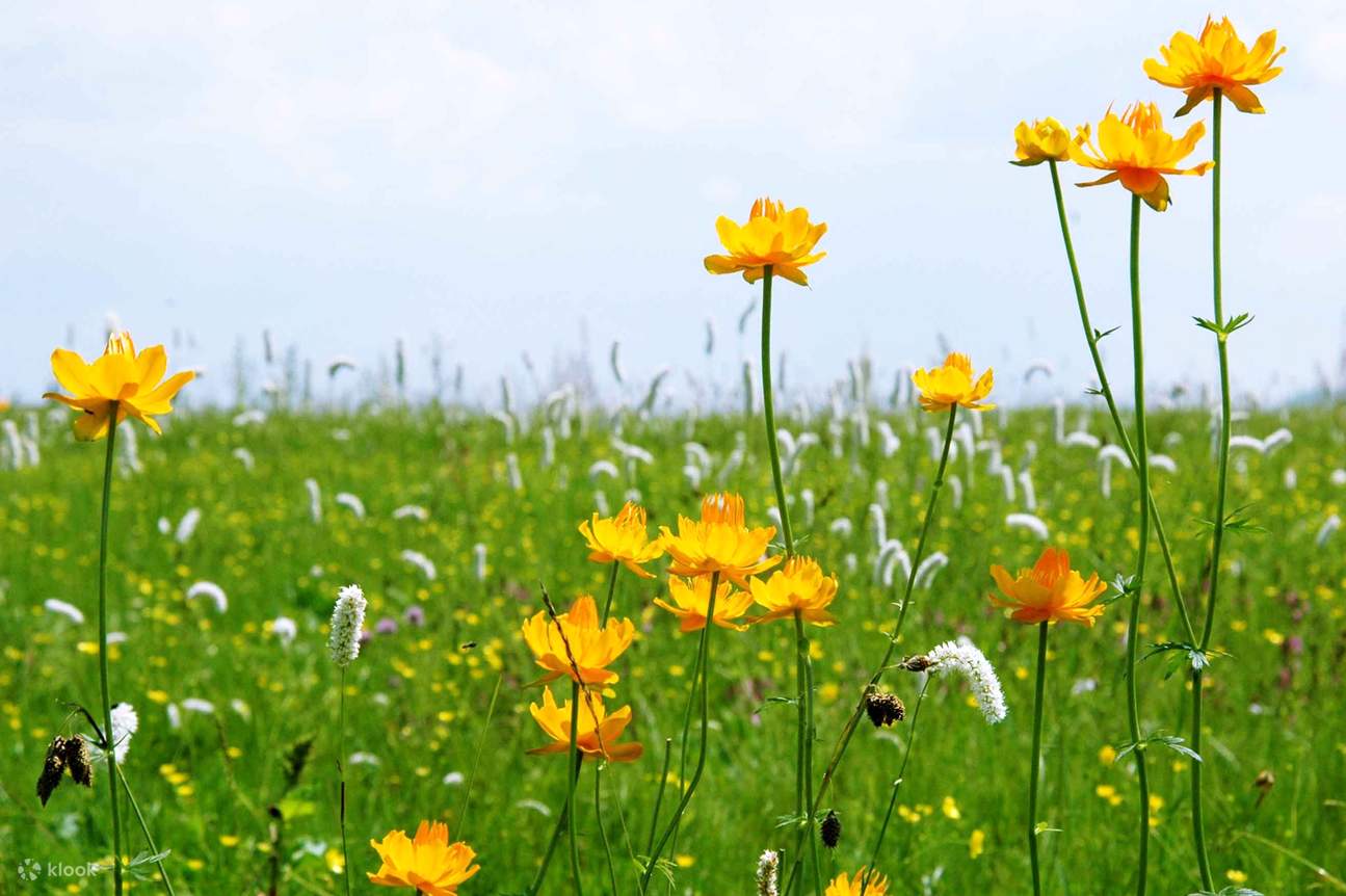 2-Day Tour to Yuan Shangdu Ruins and Huizong Temple in Duolun, Inner ...