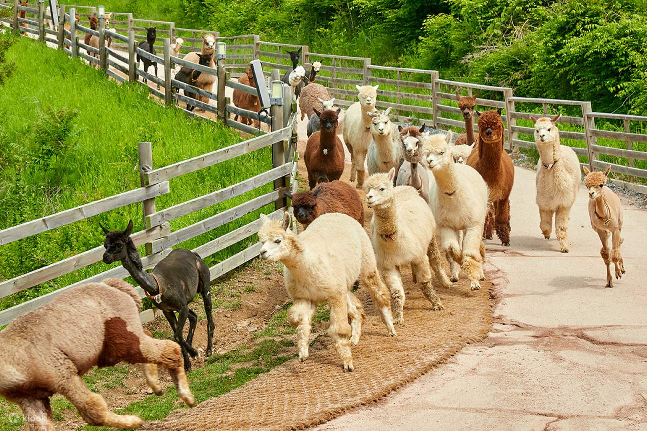 Alpaca Pasture, Strawberry Picking, and Sledding Day Trip from Seoul ...
