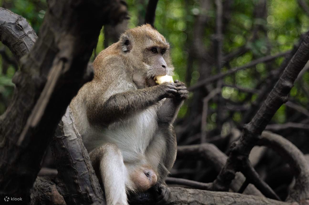 Explore Nature's Majesty: Royal Mangrove Tour in Langkawi - Klook Malaysia