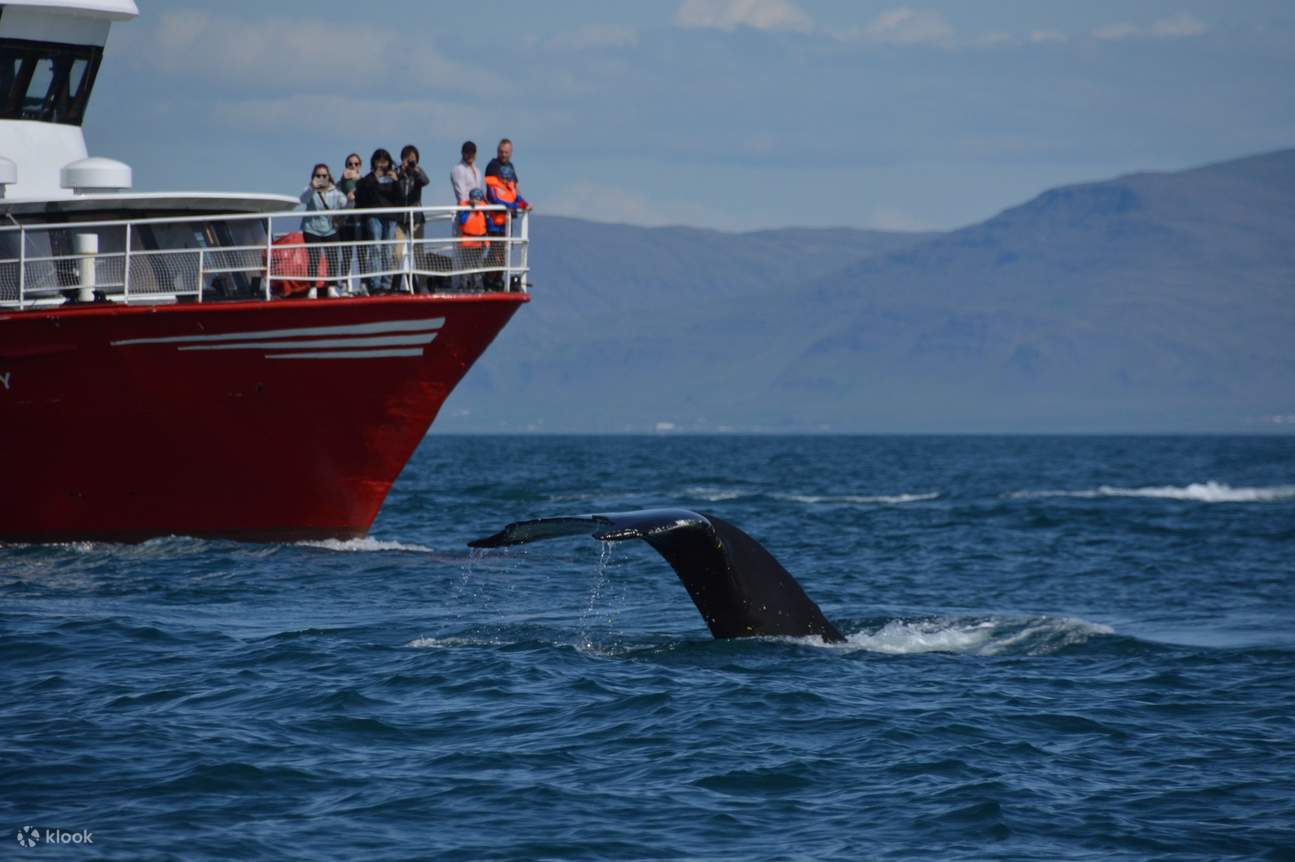 Classic Whale and Dolphin Watching Cruise in Reykjaviík, Iceland ...