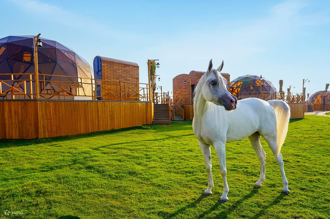 Al Marmoom Domes Desert Glamping & Dining experience in Dubai - Klook India