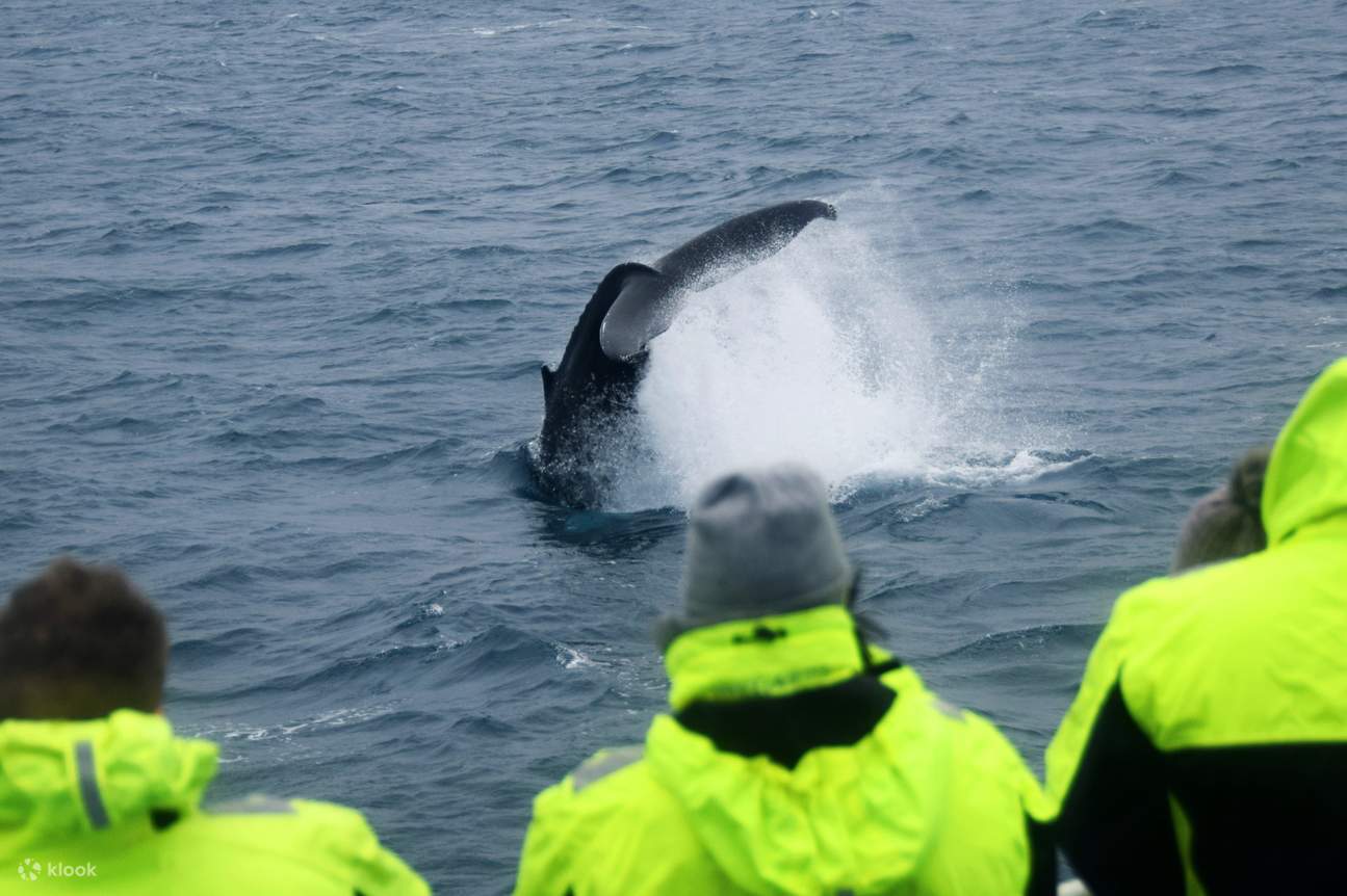 Whale Watching Express Tour in Reykjavik - Klook Malaysia