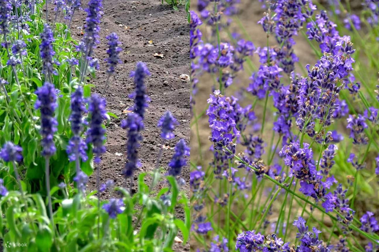 Hokkaido Spring Overture | Round Trip from Sapporo Furano & Biei Town ...
