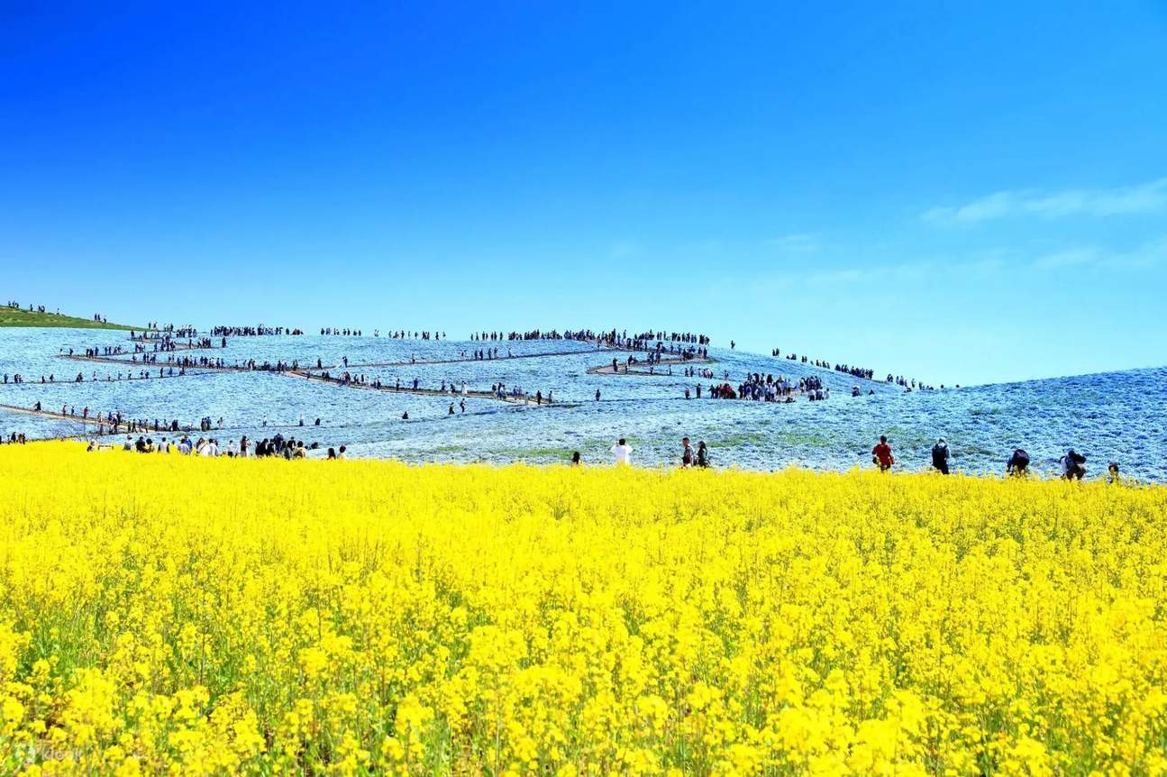 Ibaraki Hitachi Seaside Park & Oarai Shinto Torii Day Tour - Klook India