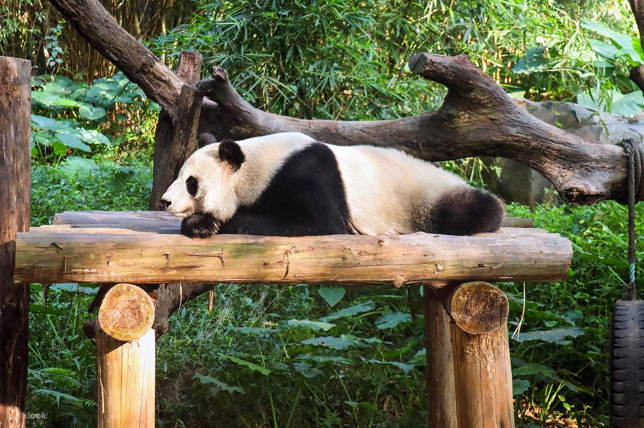 Tour di un giorno a Dujiangyan + Parco dei Panda/Monte Qingcheng - Klook Stati Uniti