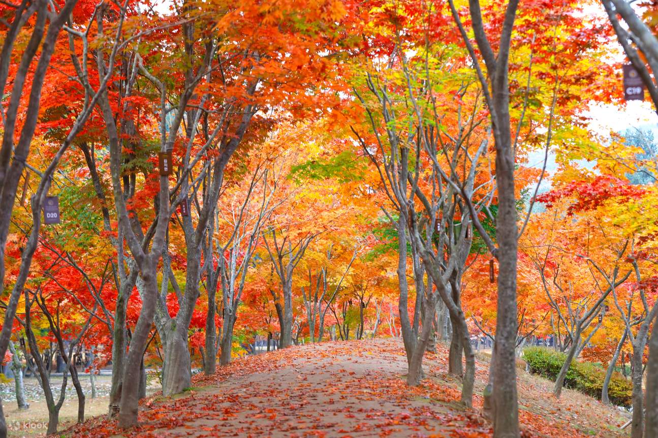 [Special Offer] Nami Island Admission with Restaurants & Activities - Klook