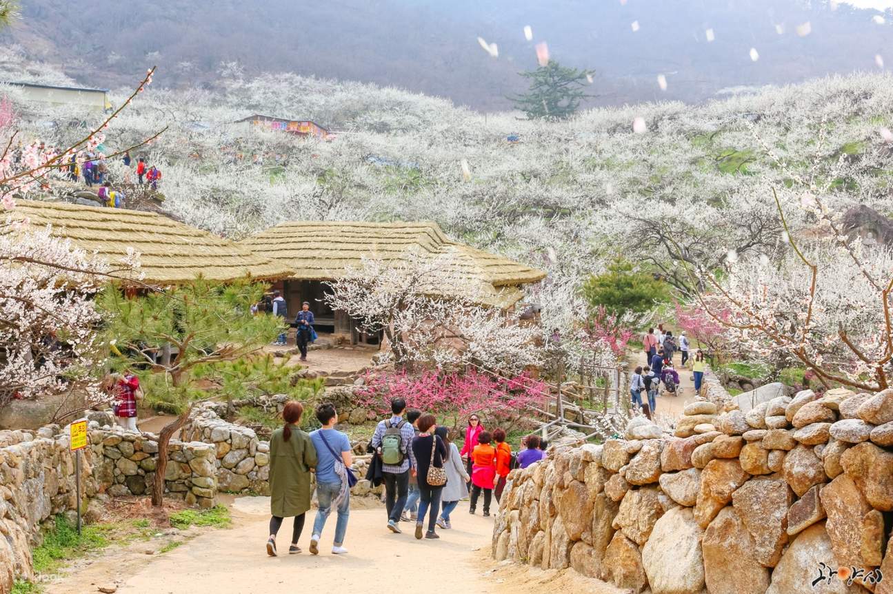 Korea Cherry Blossom Tour from Seoul - Klook États-Unis