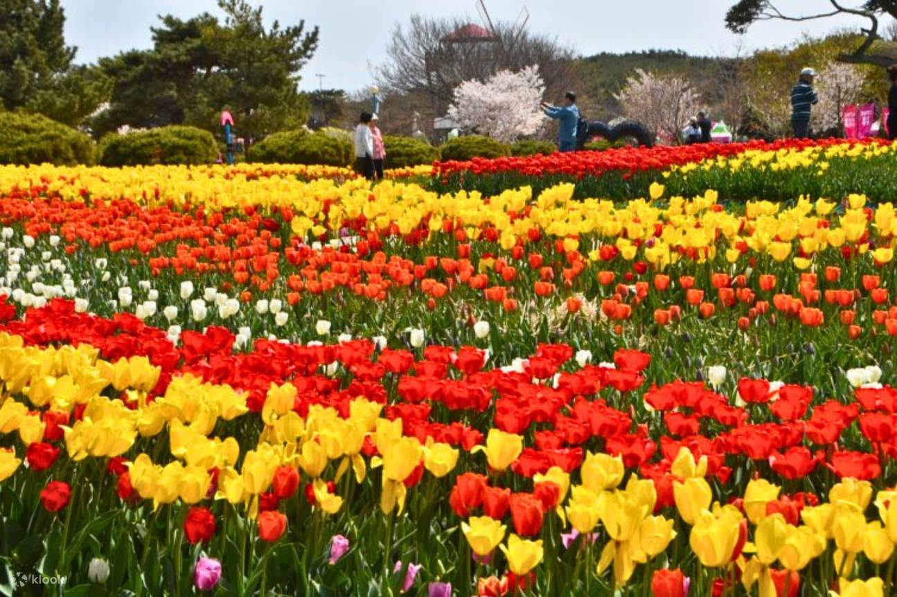 Taean Tulip Festival, Sky Bike, and Anmyeondo Island Seaside Day Tour ...