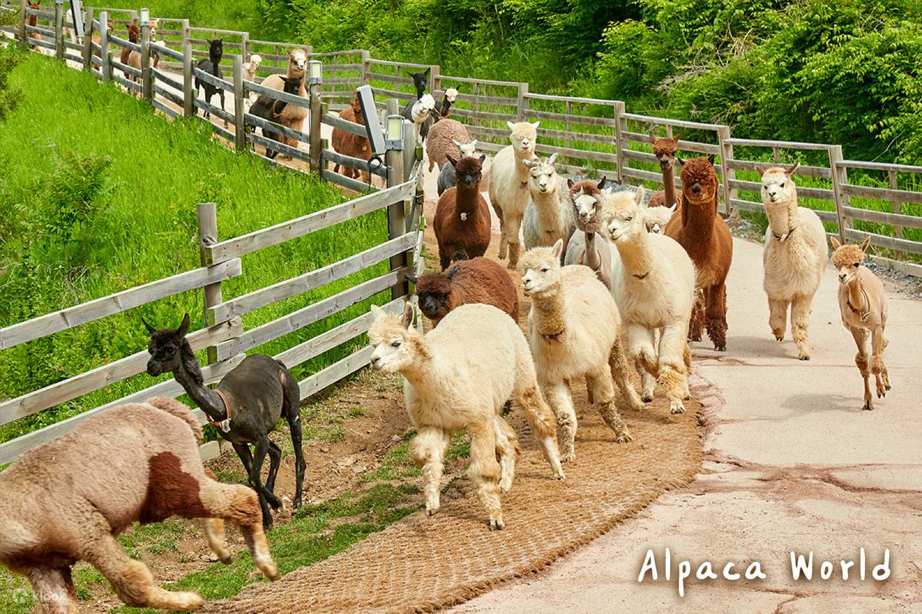 Alpaca Pasture, Strawberry Picking, and Sledding Day Trip from Seoul ...