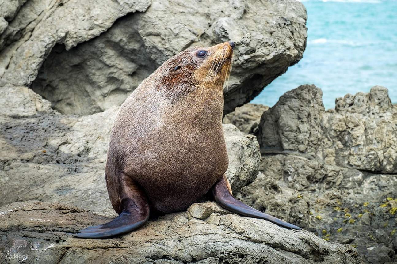 Dunedin Wildlife Mainland Peninsula Tour - Klook Australia