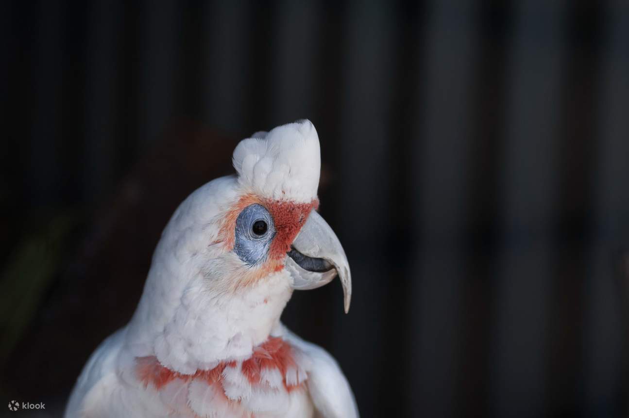 Burnie Shore Excursion Wings Wildlife Park Bus Trip - Klook United States