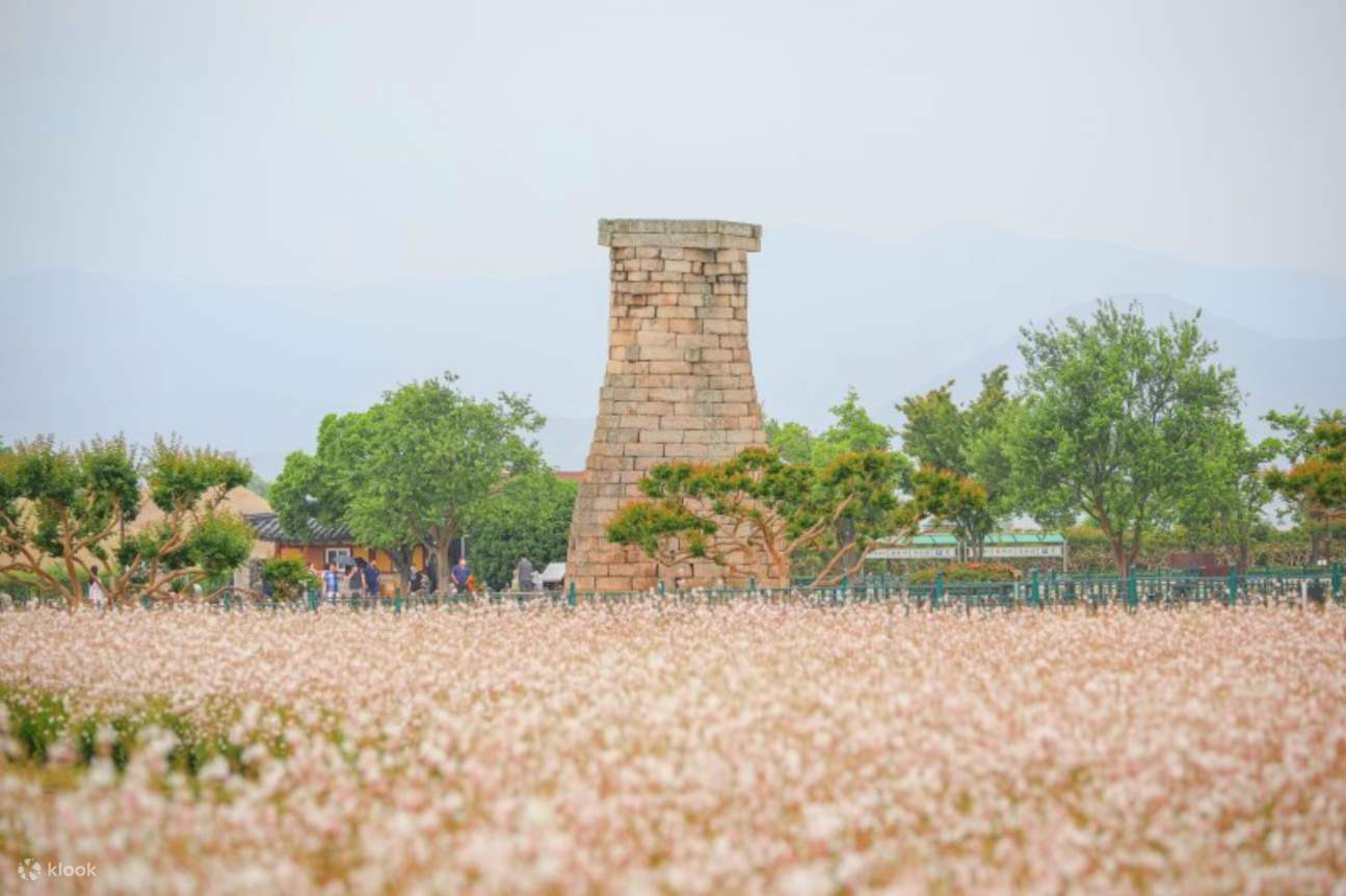 Gyeongju Cherry Farm Tour From Busan - Klook États-Unis