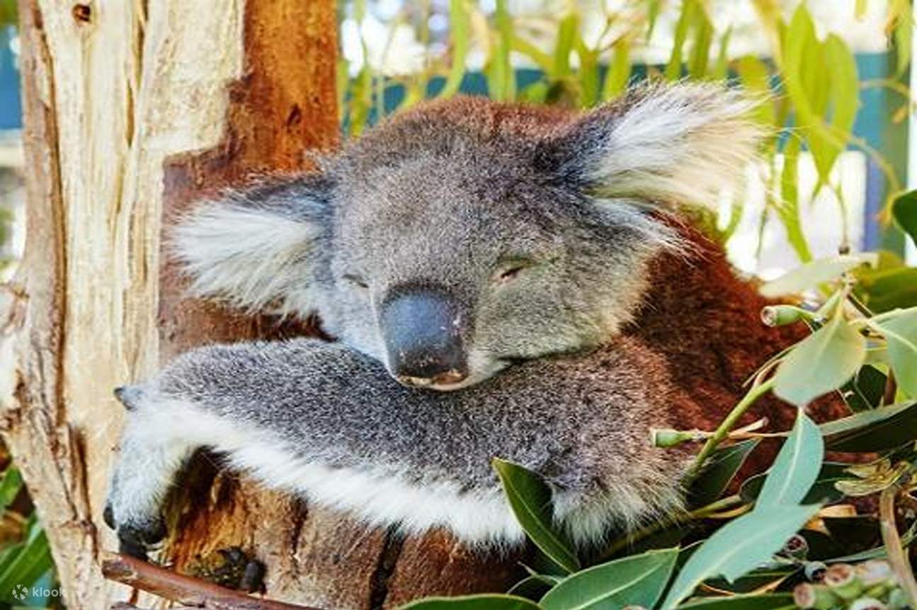 Pinnacles & Swan Valley Day Tour in Perth Bus Tour - Klook United Kingdom