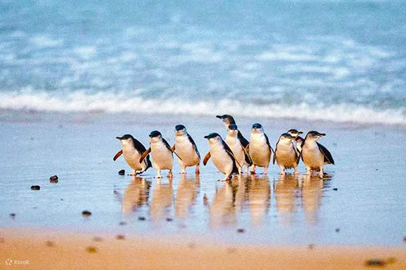 Puffing Billy Steam Train & Penguin Parade: Day Tour in Melbourne ...