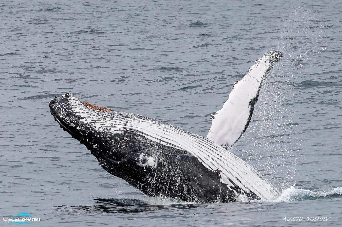 Whale Watching Experience in Dunsborough - Klook United States