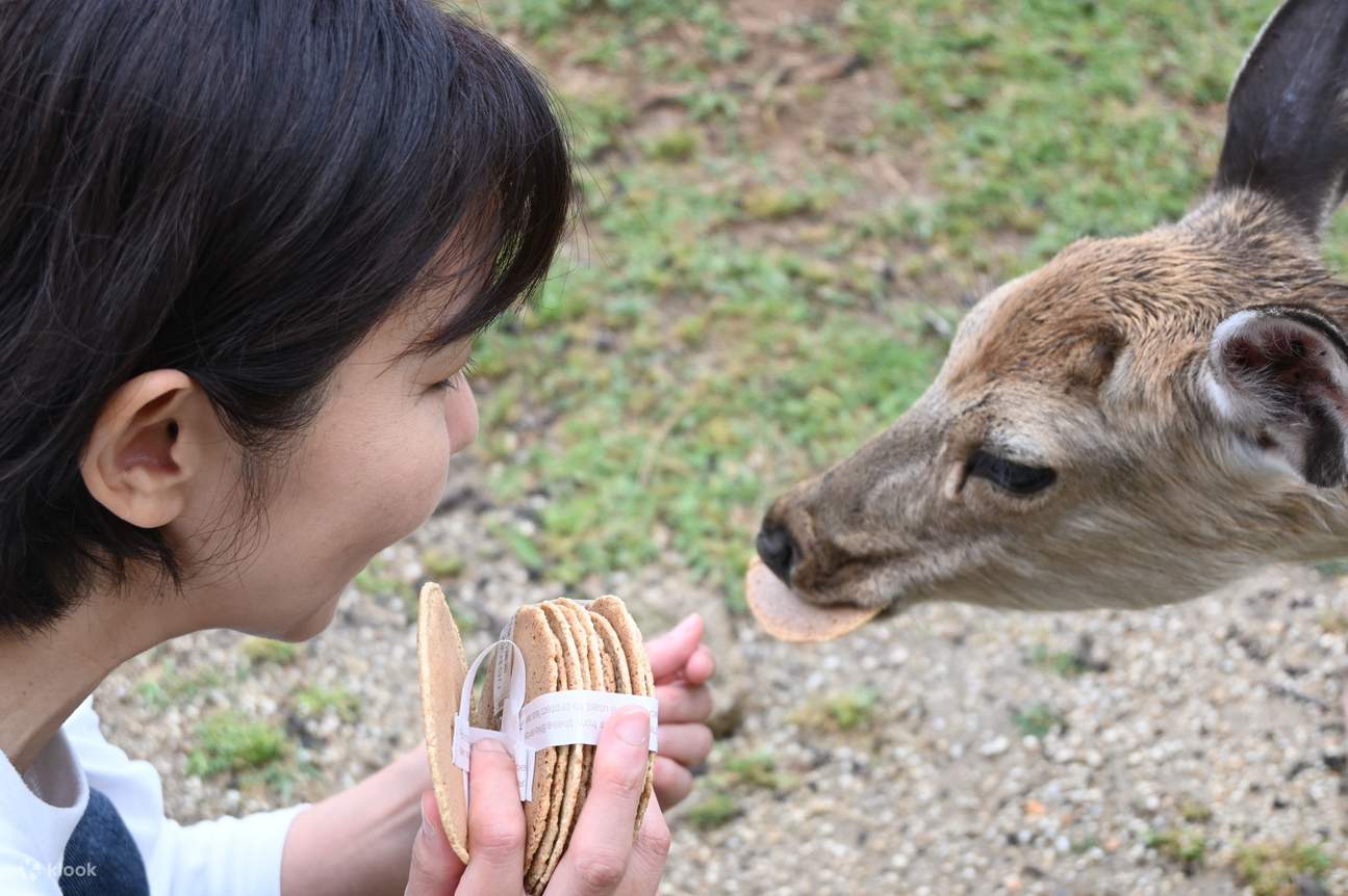 English guided sightseeing bus "Perfect Nara Park Tour" - Klook