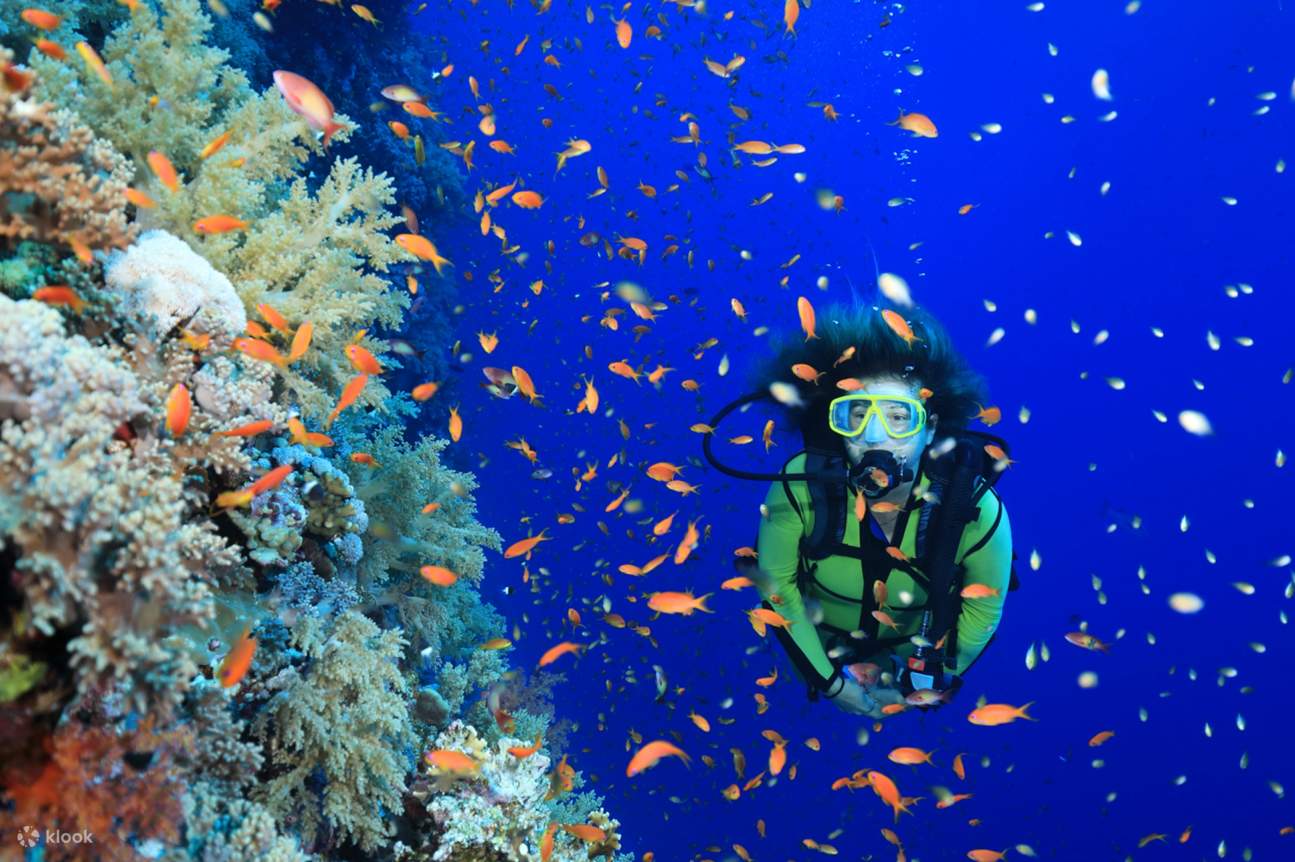 Scuba Diving Boat 2 Stops Diving for beginners & Lunch – Marsa Alam - Klook