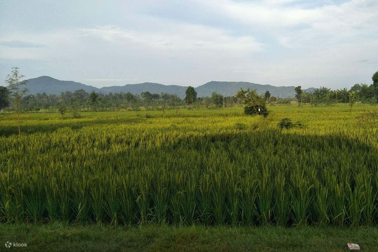 Private Tour Desa Tetebatu dan Sawah di Lombok - Klook Indonesia