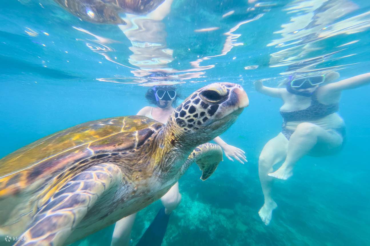 Snorkeling with Sea Turtles in Mirissa - Klook The Bahamas