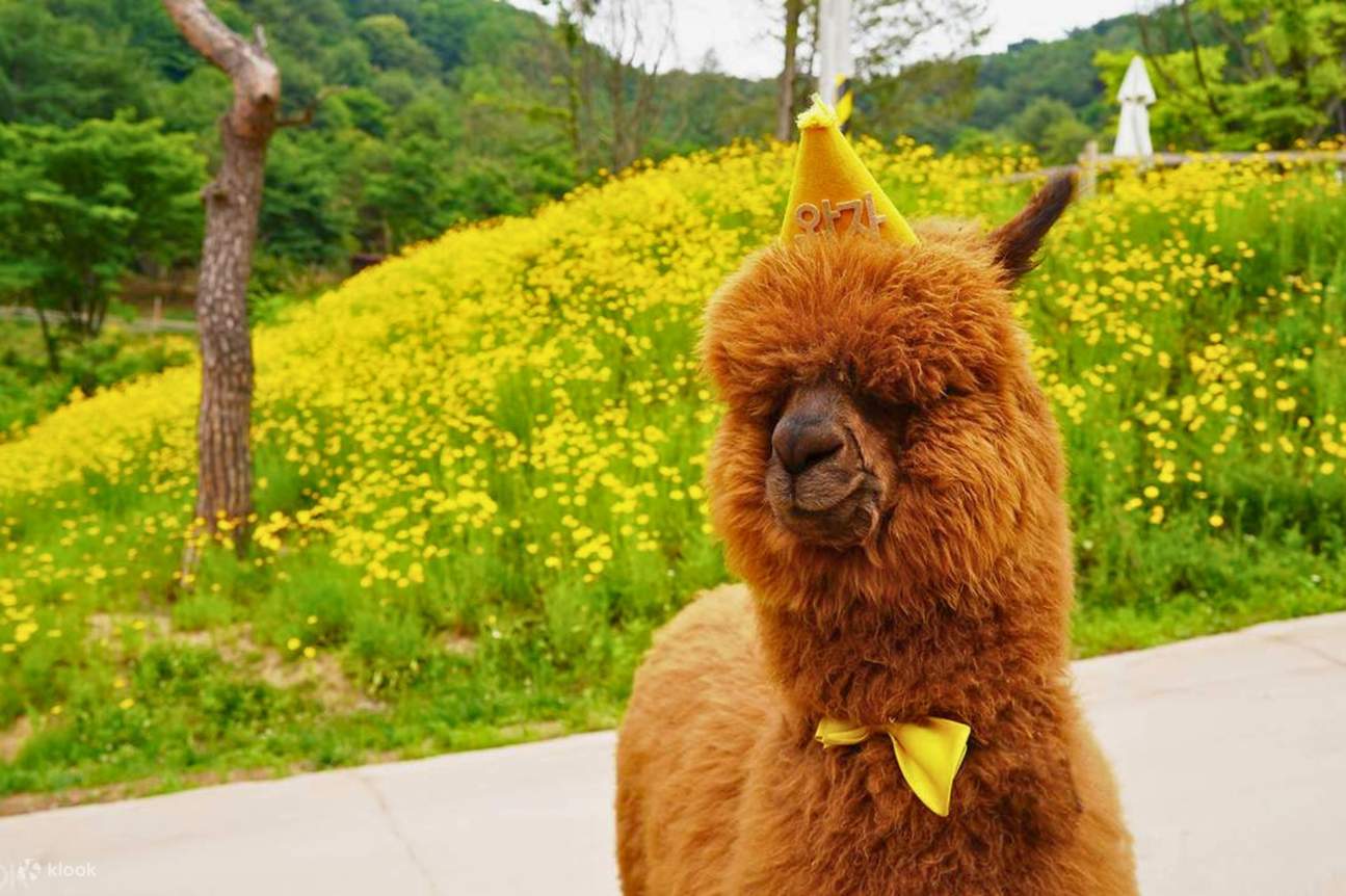 Alpaca Pasture, Nami Island, and The Garden of Morning Calm Day Tour ...