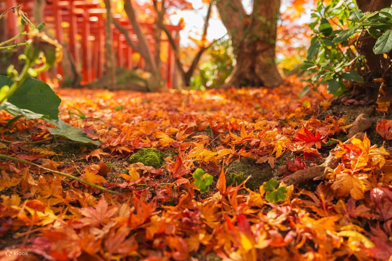 Autumn Kyushu Maple Viewing Tour: Kamado Shrine, Yufuin, Yabakei, and ...
