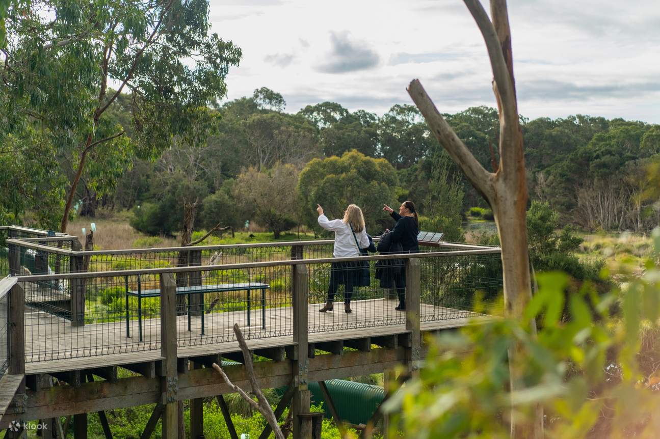 Koala Conservation Reserve Tickets in Phillip Island - Klook Australia